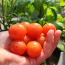 Window Box Red Dwarf Tomato (Solanum lycopersicum) | Terre promise